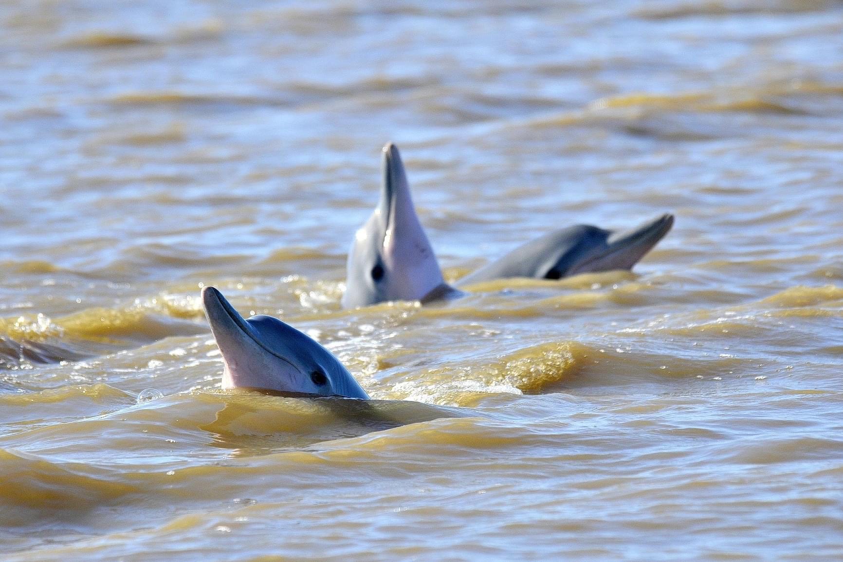 PINKBELLY DOLPHIN SPOTTING