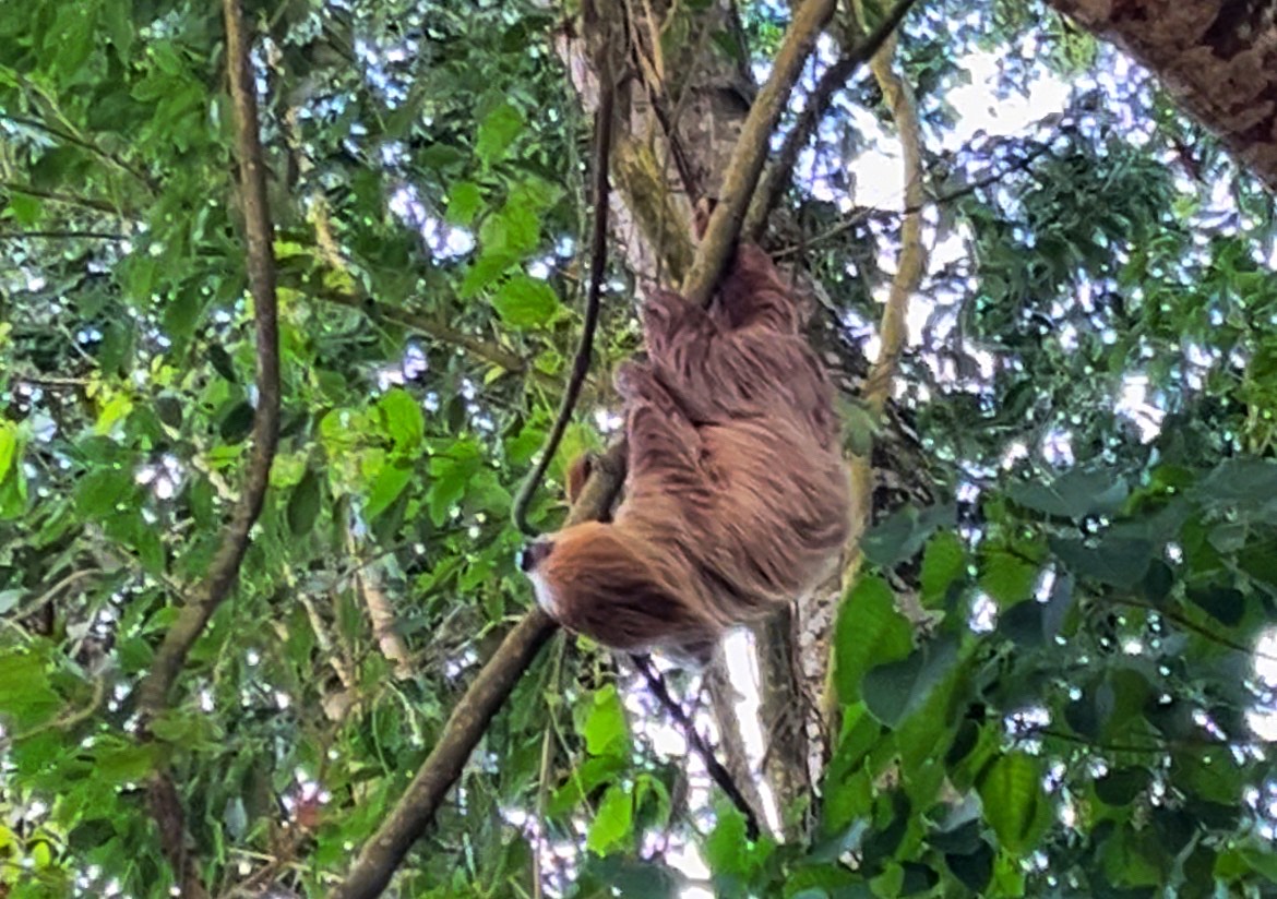 10 FACTS ABOUT SLOTHS - Bio With Wirjo Tours Suriname