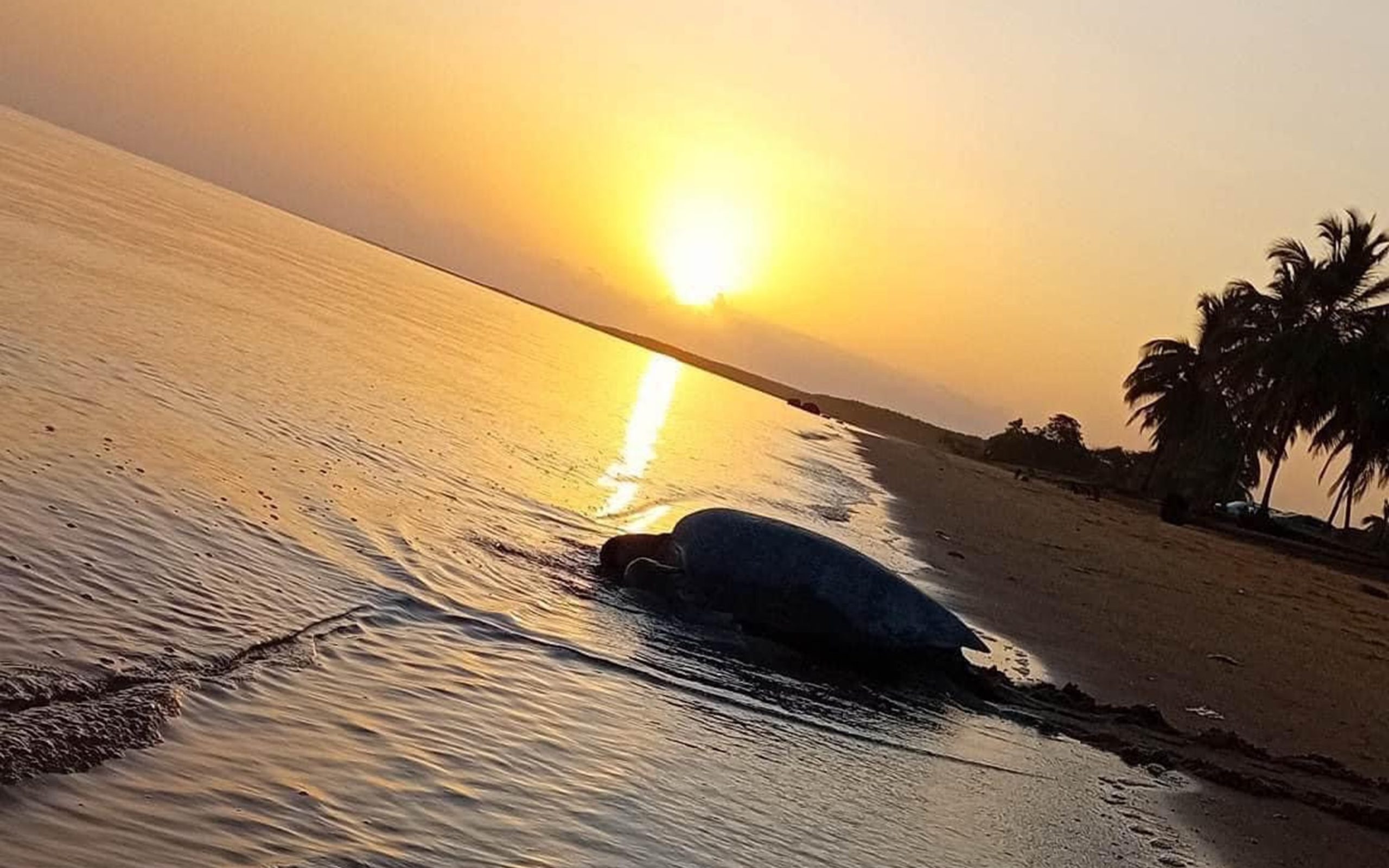 SEA TURTLE IN SURINAME