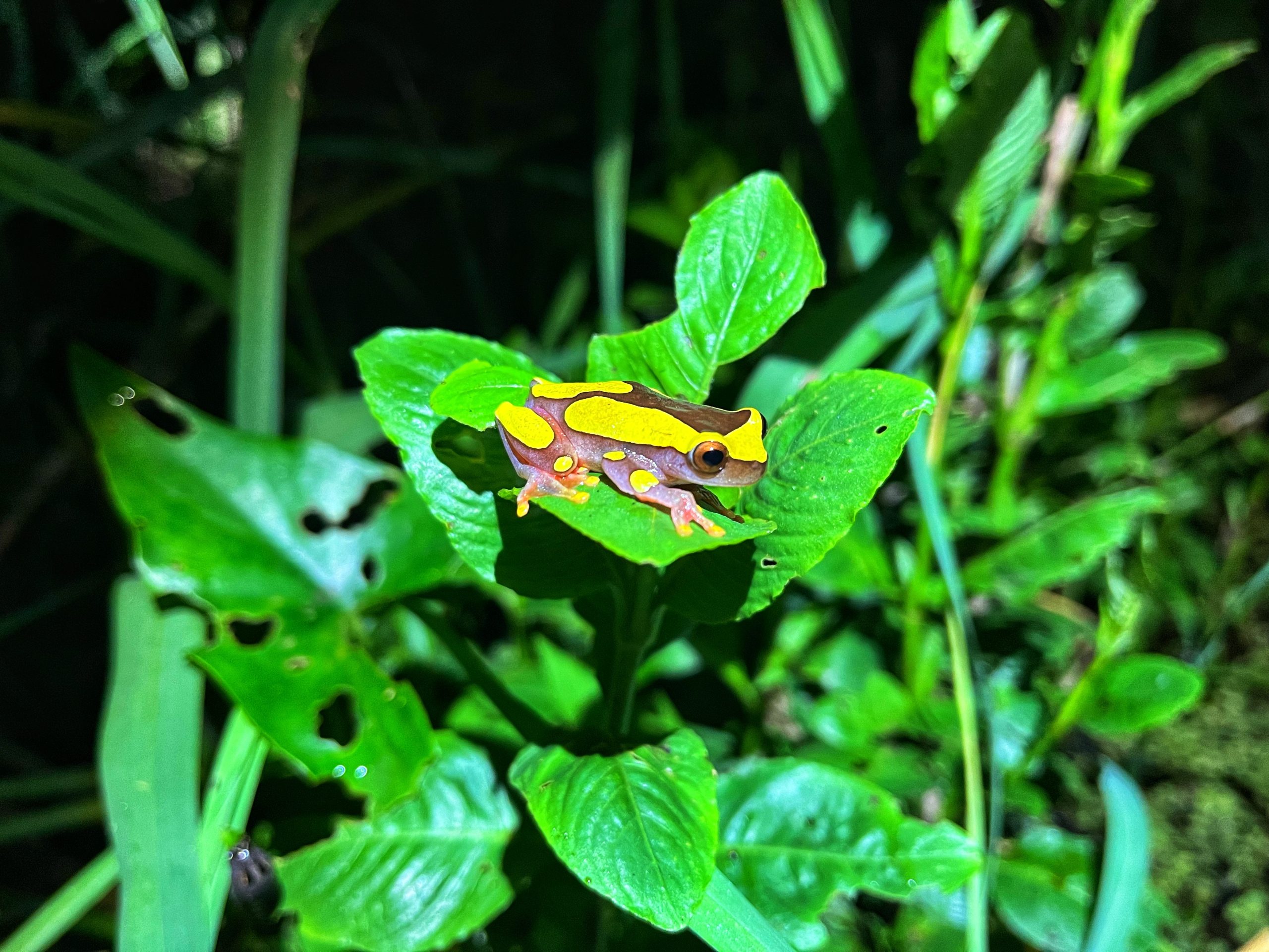 PEPERPOT WILDLIFE ADVENTURE
